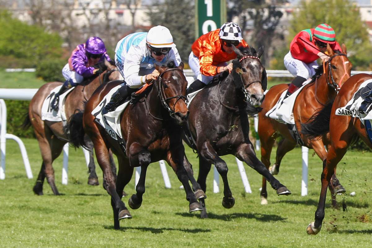 GRAFT - La fiche CANALTURF du cheval, performances pmu, pédigré ...