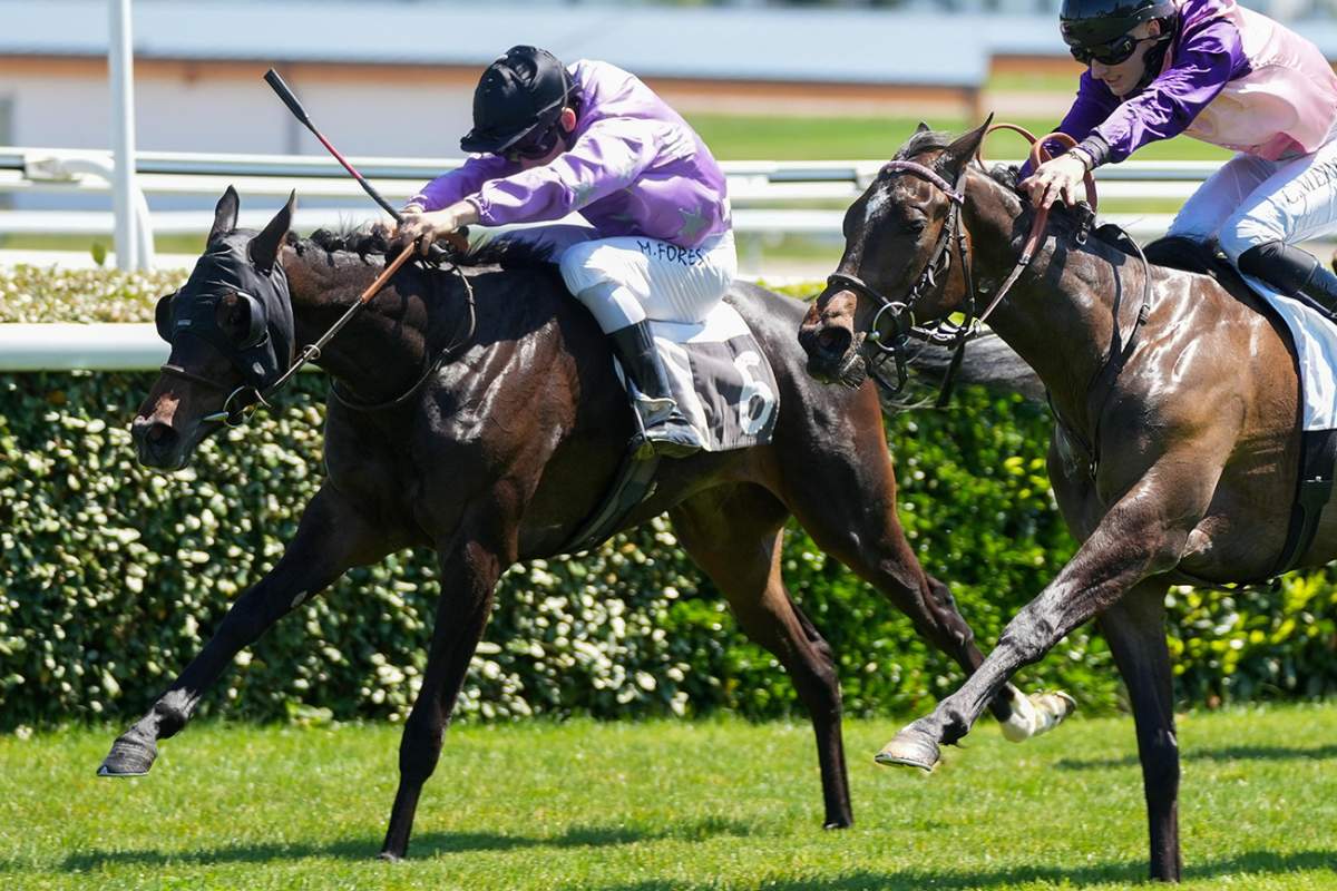NOCTURNE BLOU - La fiche CANALTURF du cheval, performances pmu, pédigré ...