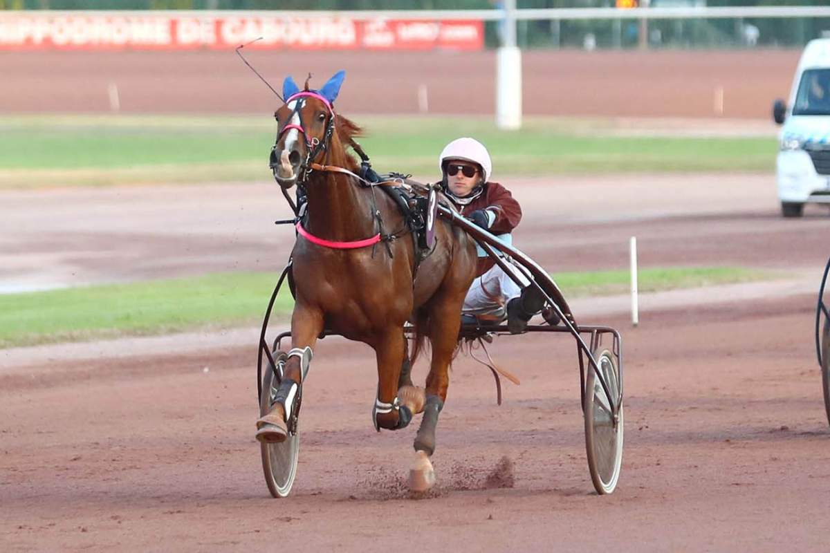 LORDIUS - La fiche CANALTURF du cheval, performances pmu, pédigré ...