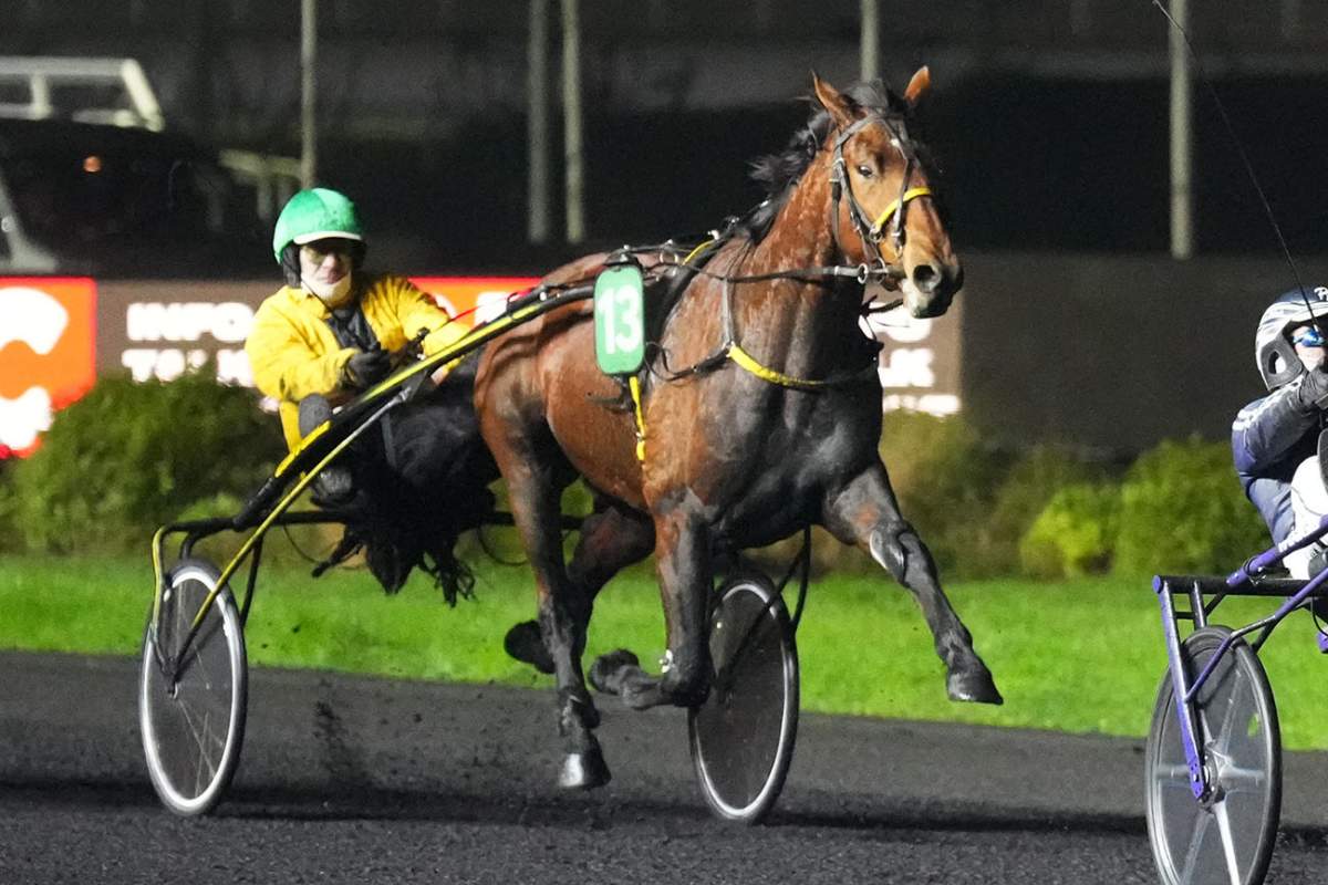 LASCAR PILE - La fiche CANALTURF du cheval, performances pmu, pédigré ...