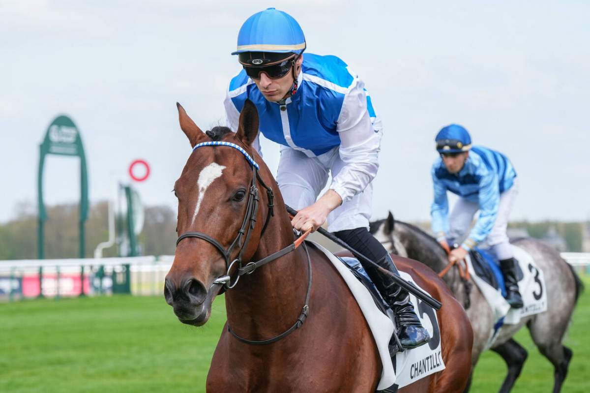 SQUABBLE - La fiche CANALTURF du cheval, performances pmu, pédigré ...