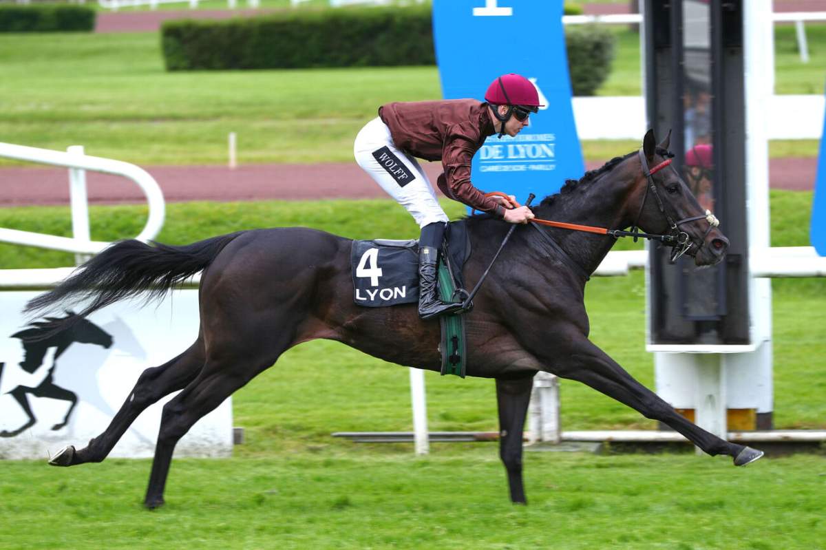 AKIDO - La fiche CANALTURF du cheval, performances pmu, pédigré ...