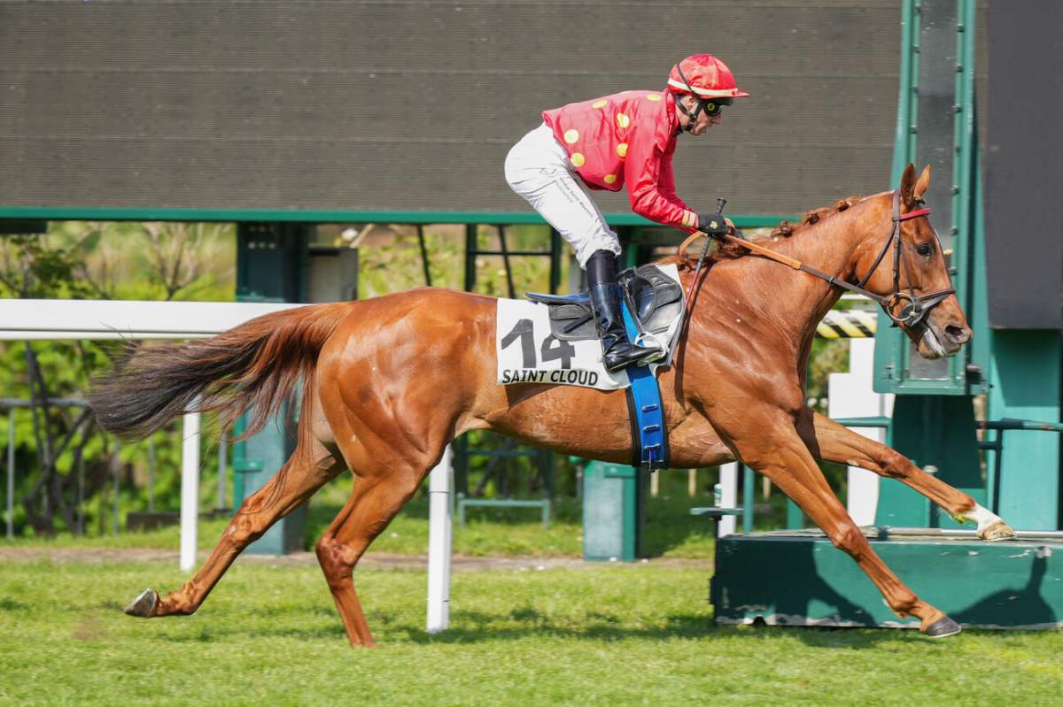 BONNY WAY - La fiche CANALTURF du cheval, performances pmu, pédigré ...