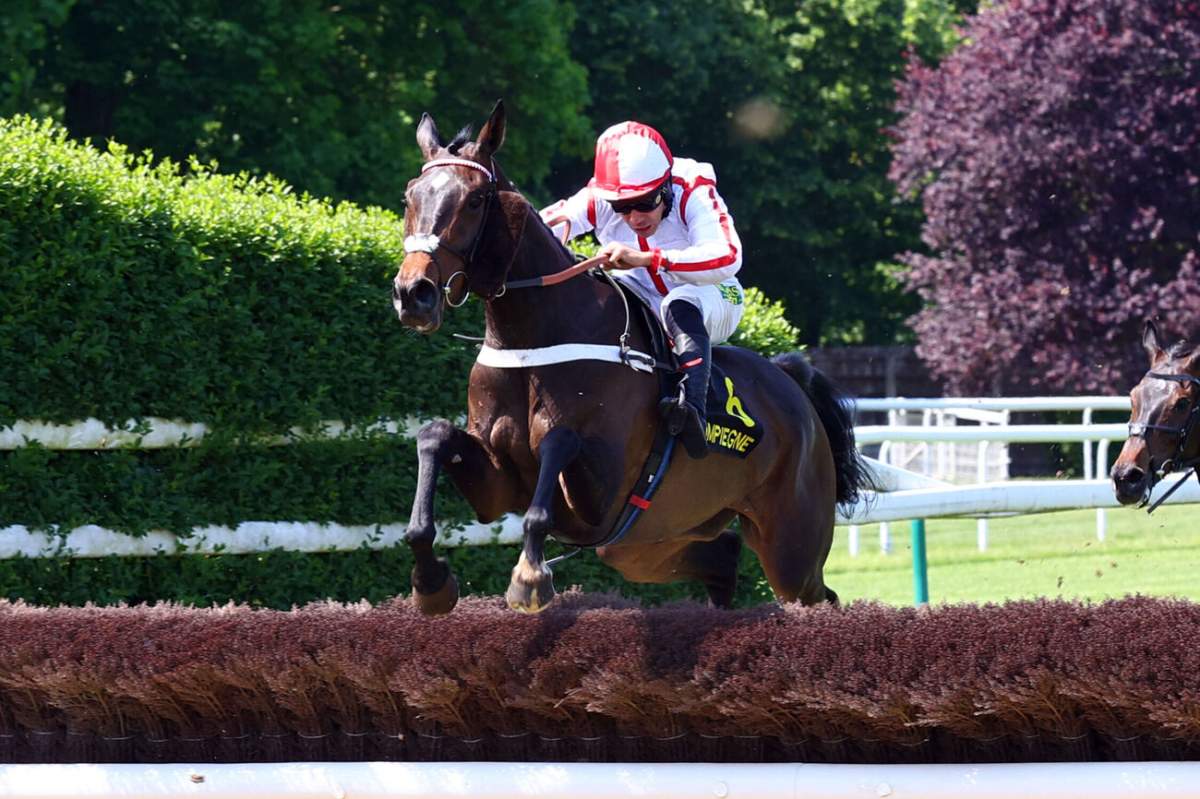 ASTON MARTINI - La fiche CANALTURF du cheval, performances pmu, pédigré ...