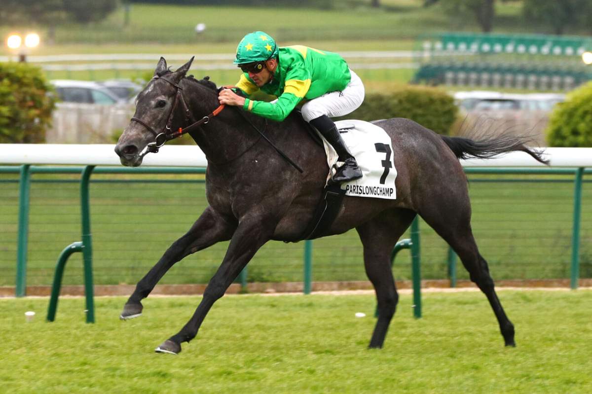 MEDUSA MERGER - La fiche CANALTURF du cheval, performances pmu, pédigré ...