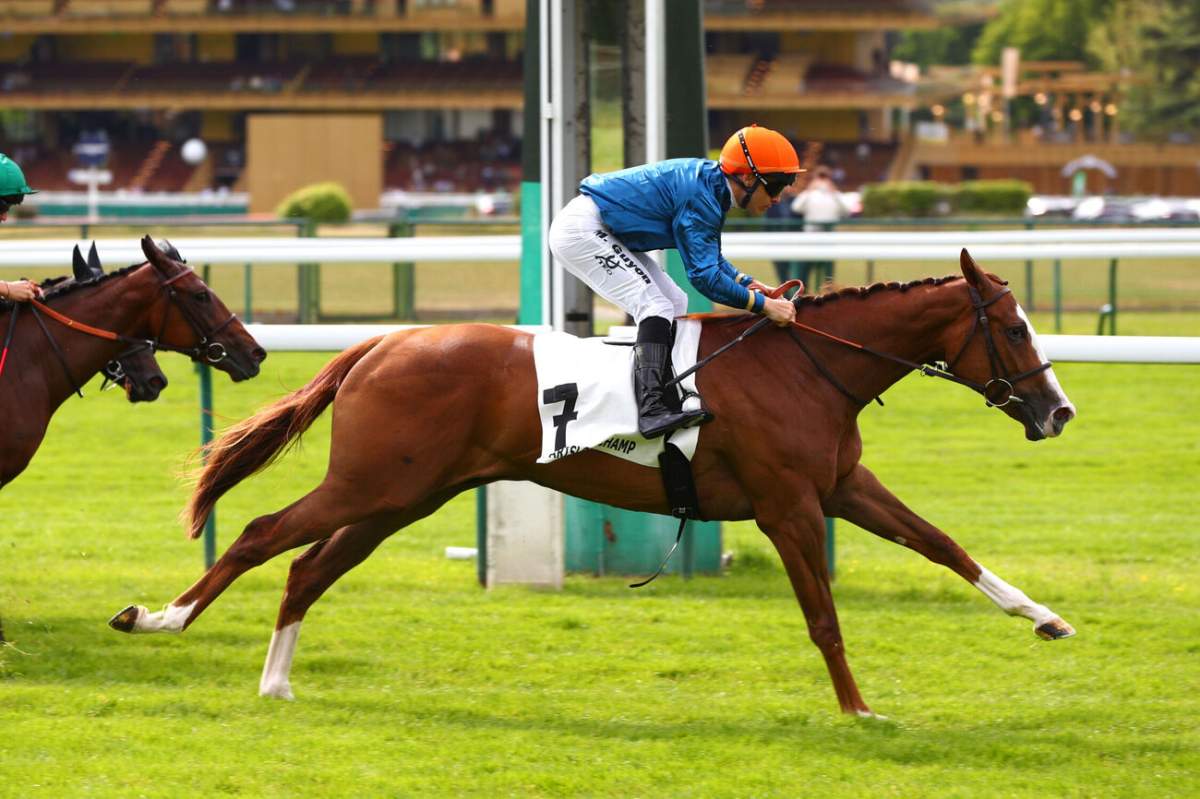 Pronostic gratuit du PRIX MARCHAND D'OR - 31 mai 2026 par Canalturf