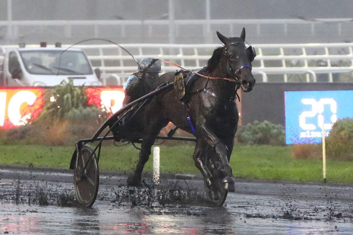 JERRY QUICK - La fiche CANALTURF du cheval, performances pmu, pédigré ...