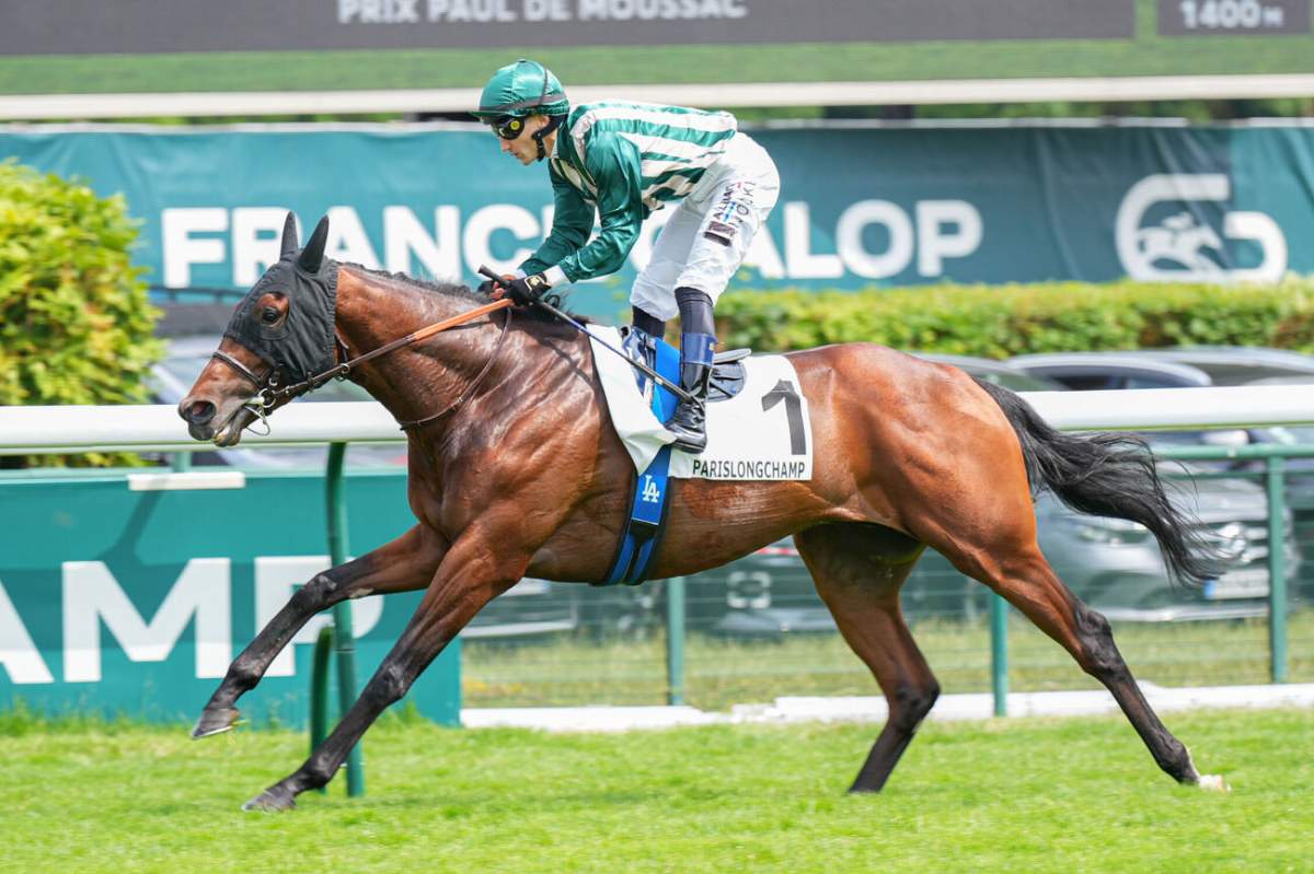 MARANOA CHARLIE - La fiche CANALTURF du cheval, performances pmu ...