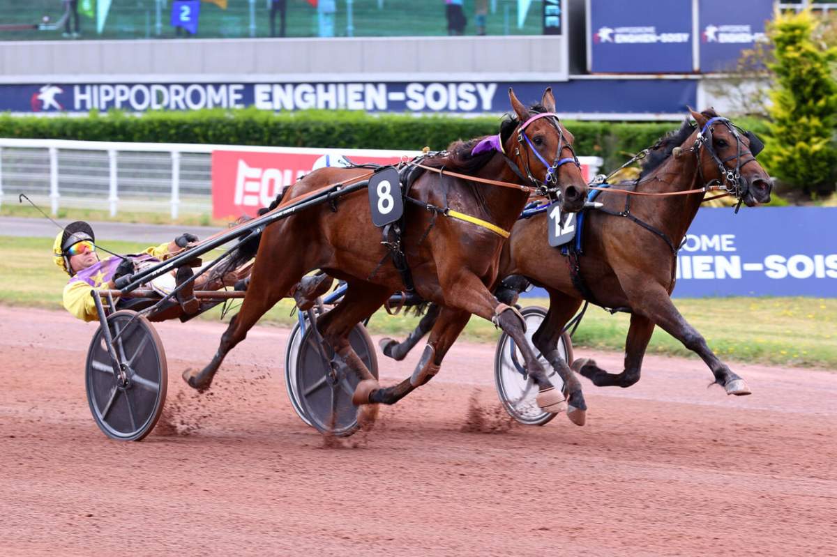 MY DESTINY QUEEN - La fiche CANALTURF du cheval, performances pmu ...