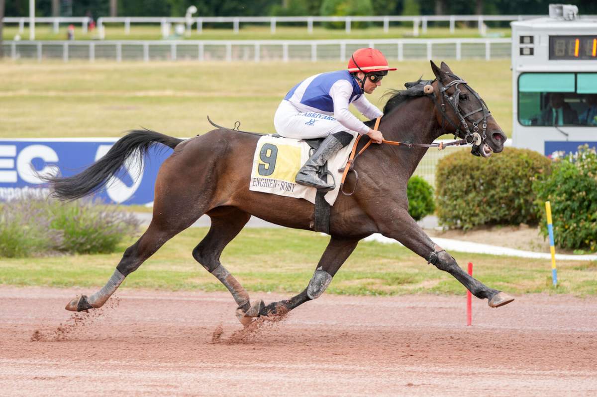 KOQUIN DU PERCHE - La fiche CANALTURF du cheval, performances pmu ...