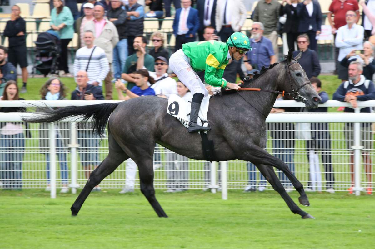 MEDUSA MERGER - La fiche CANALTURF du cheval, performances pmu, pédigré ...