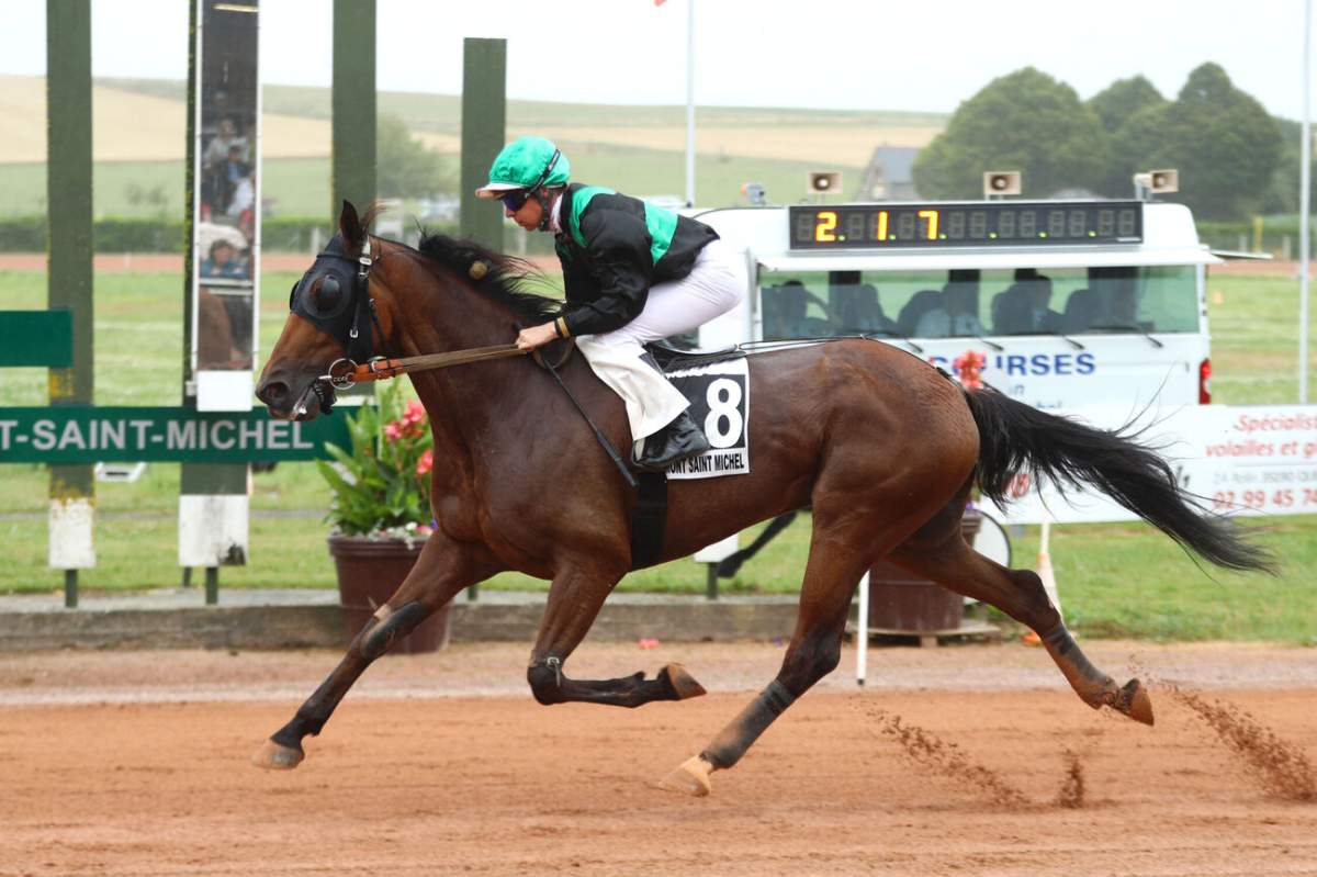 JIMINY CRICKET - La fiche CANALTURF du cheval, performances pmu ...