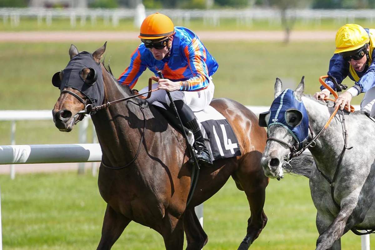 THECLIMB - La fiche CANALTURF du cheval, performances pmu, pédigré ...