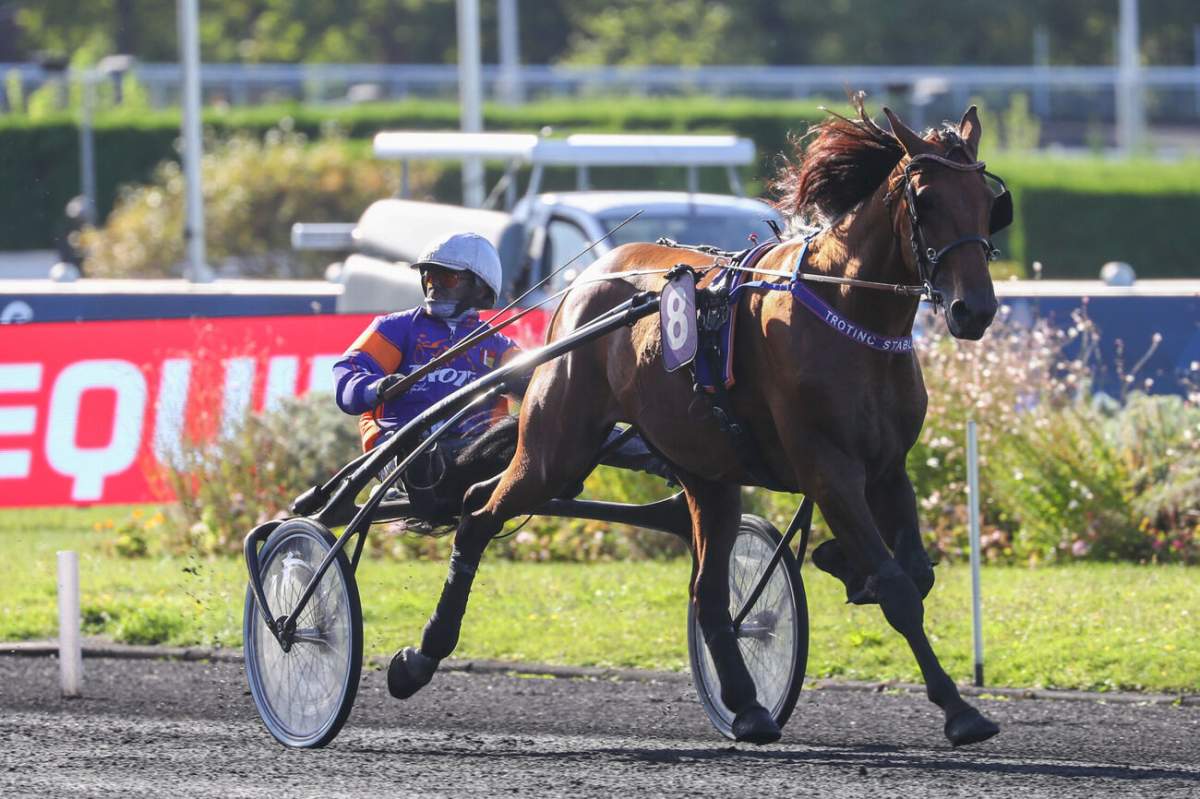 MONI MAKING PACE - La fiche CANALTURF du cheval, performances pmu ...