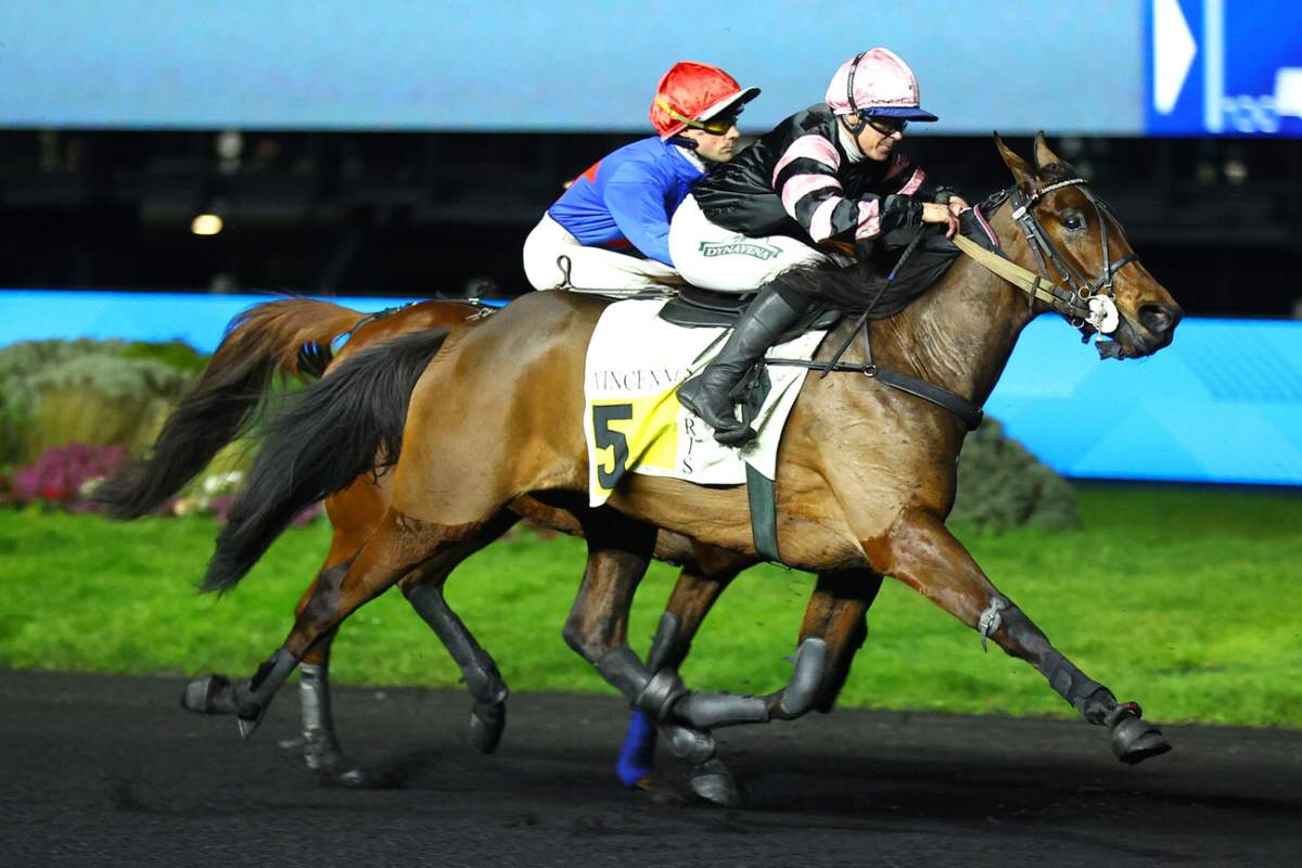 MONEY MONEY PIYA - La fiche CANALTURF du cheval, performances pmu ...