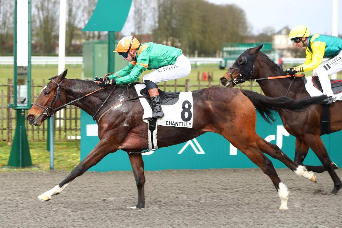 ALAVESA - La fiche CANALTURF du cheval, performances pmu, pédigré ...